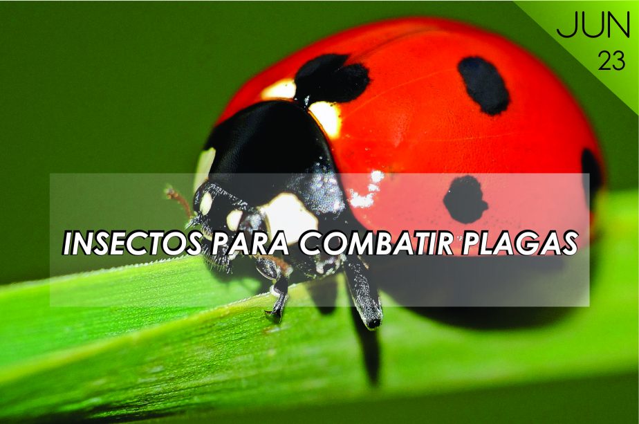Insectos para combatir plagas – Celuz AGRO