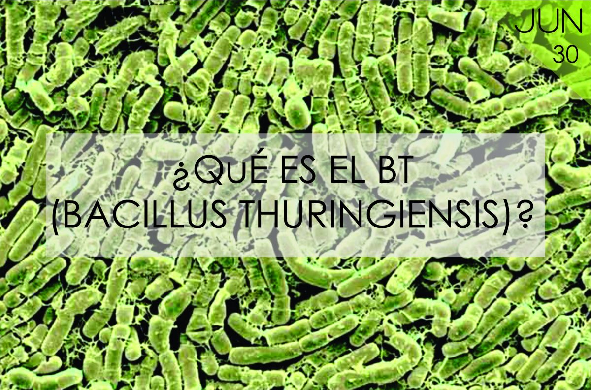 ¿Qué es el BT (Bacillus Thuringiensis)? – Celuz AGRO