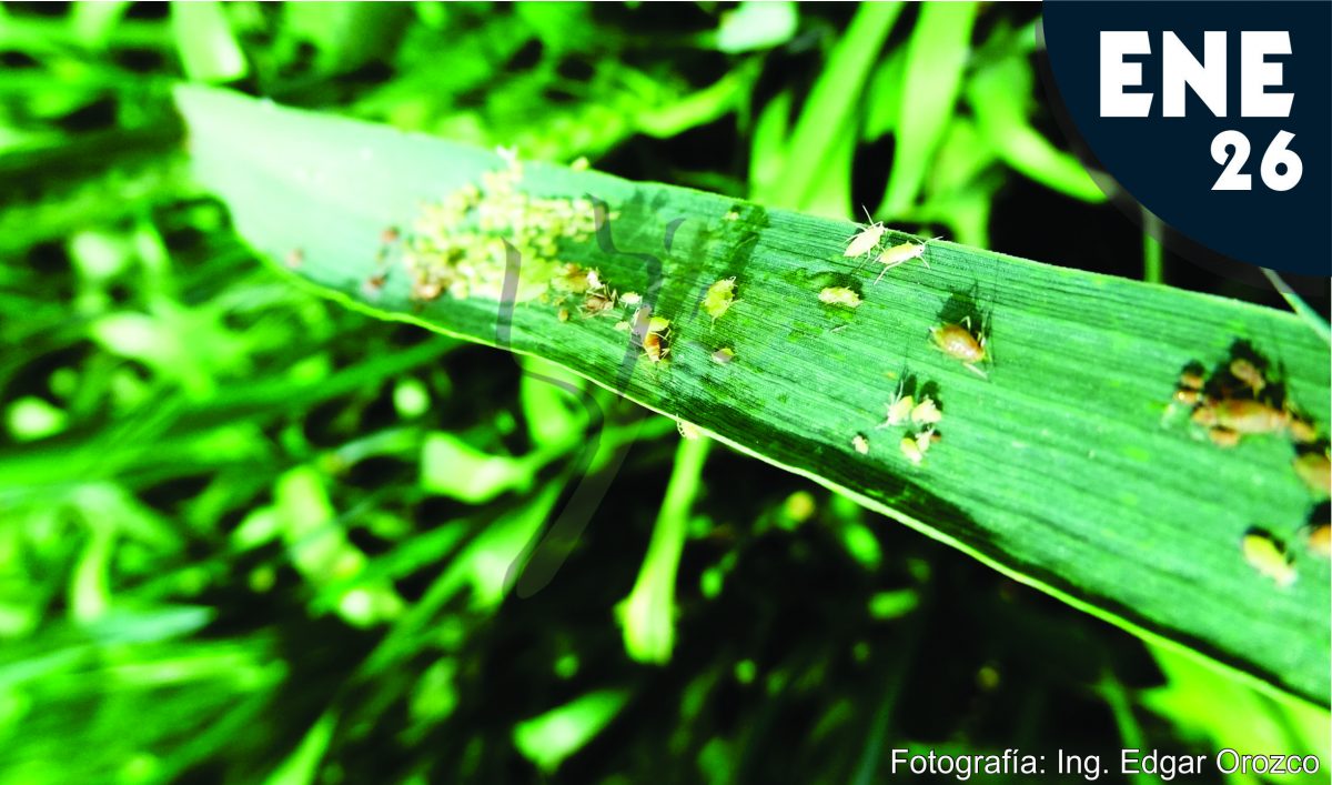 Pulgón Amarillo – Celuz AGRO