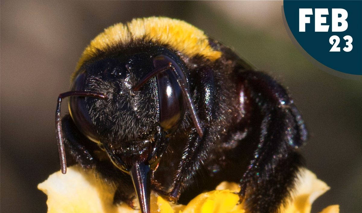 Polinización con abejorros – Celuz AGRO