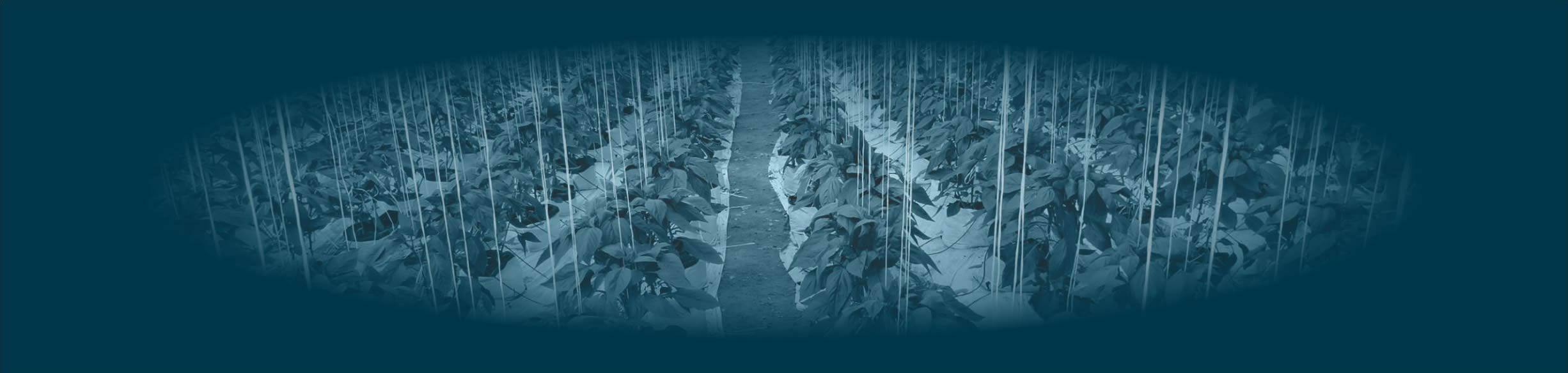 Guzman – Celuz AGRO