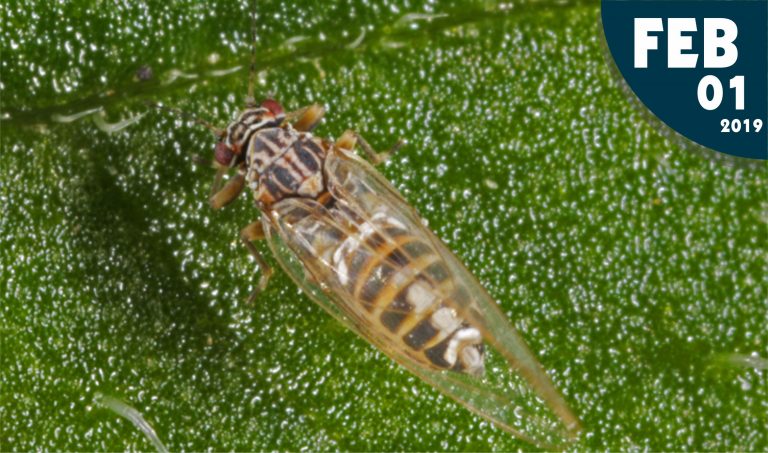 ¿Qué es la paratrioza (pulgón saltador)? - Celuz AGRO