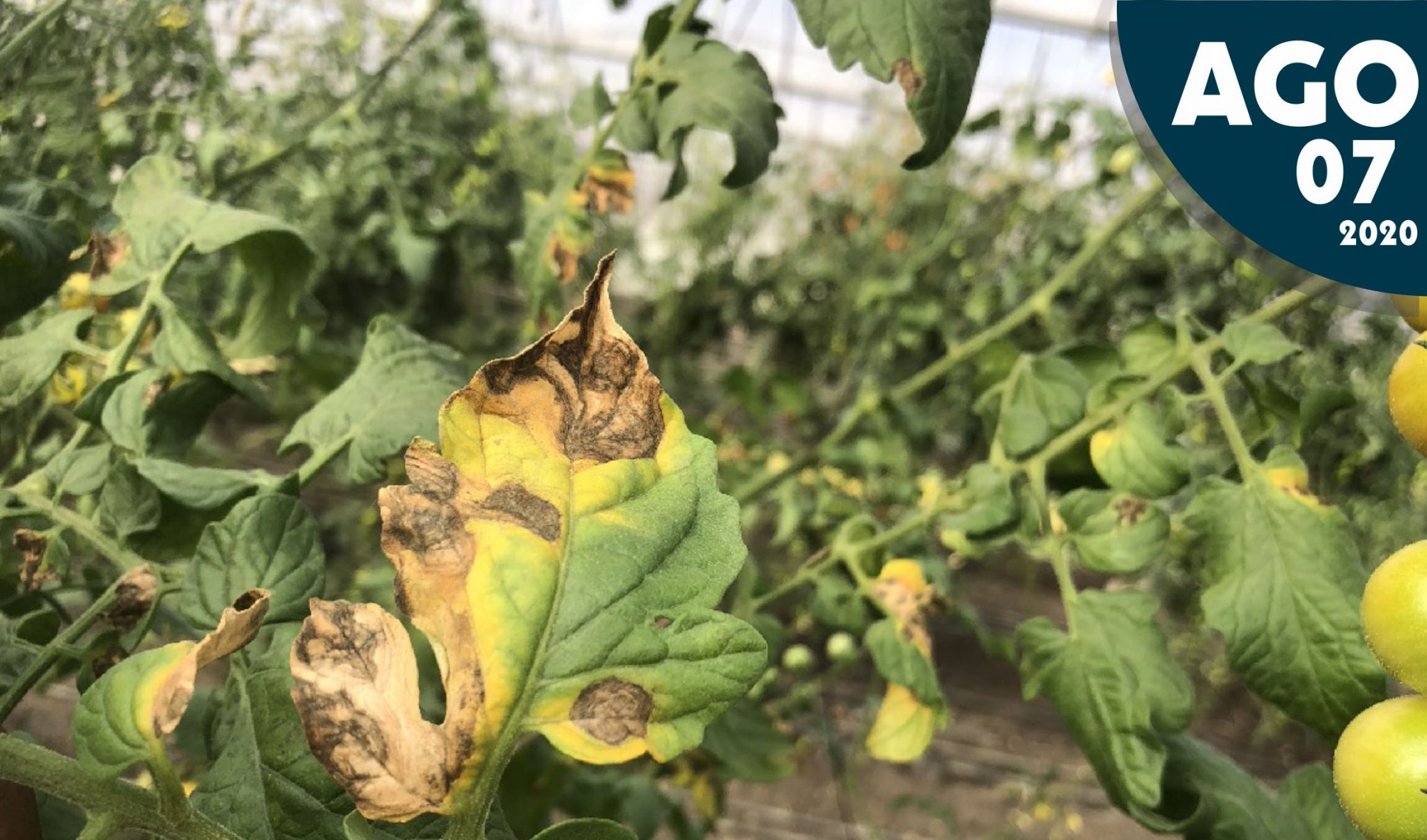 Tizón temprano – Celuz AGRO