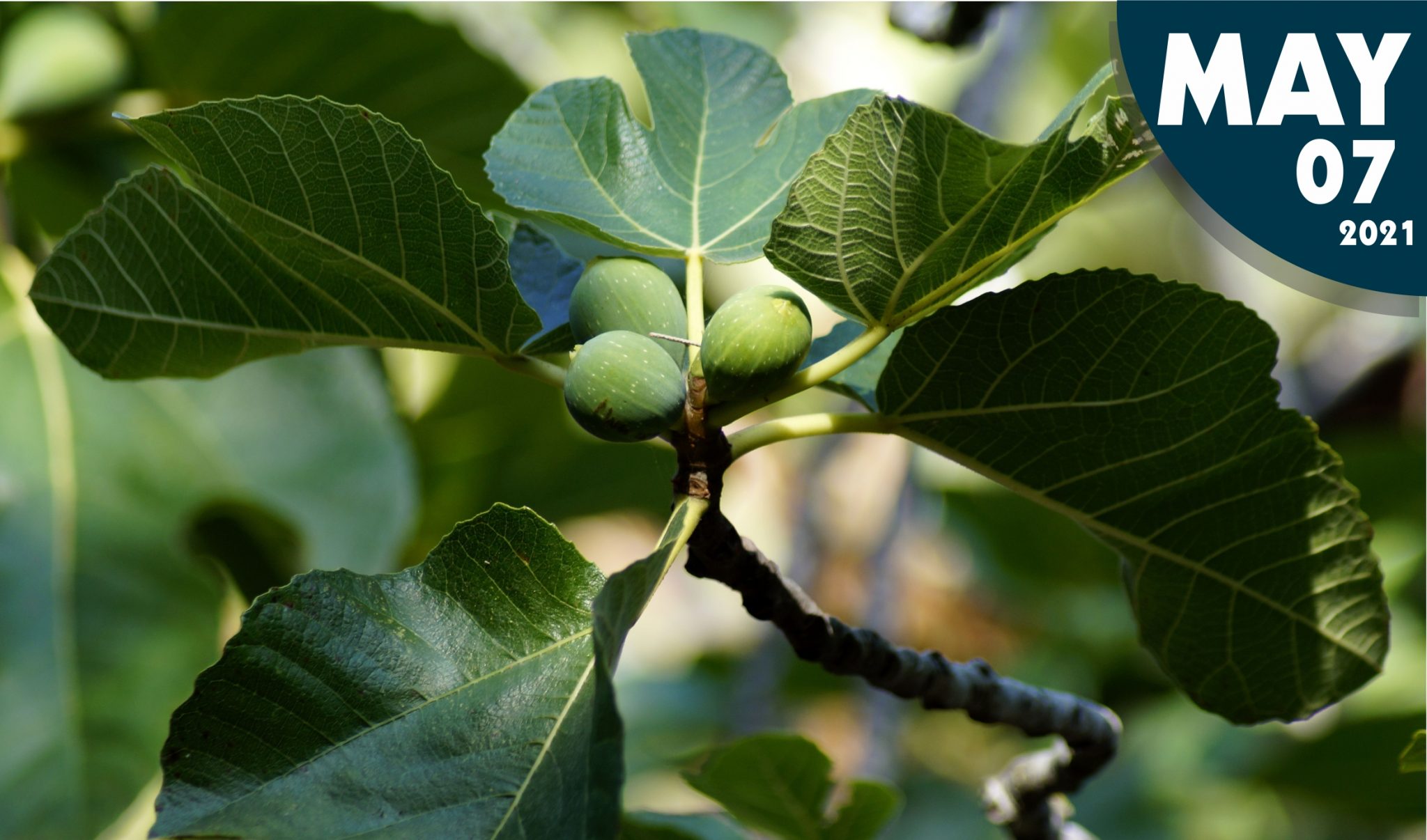 Producción de Higo en México – Celuz AGRO