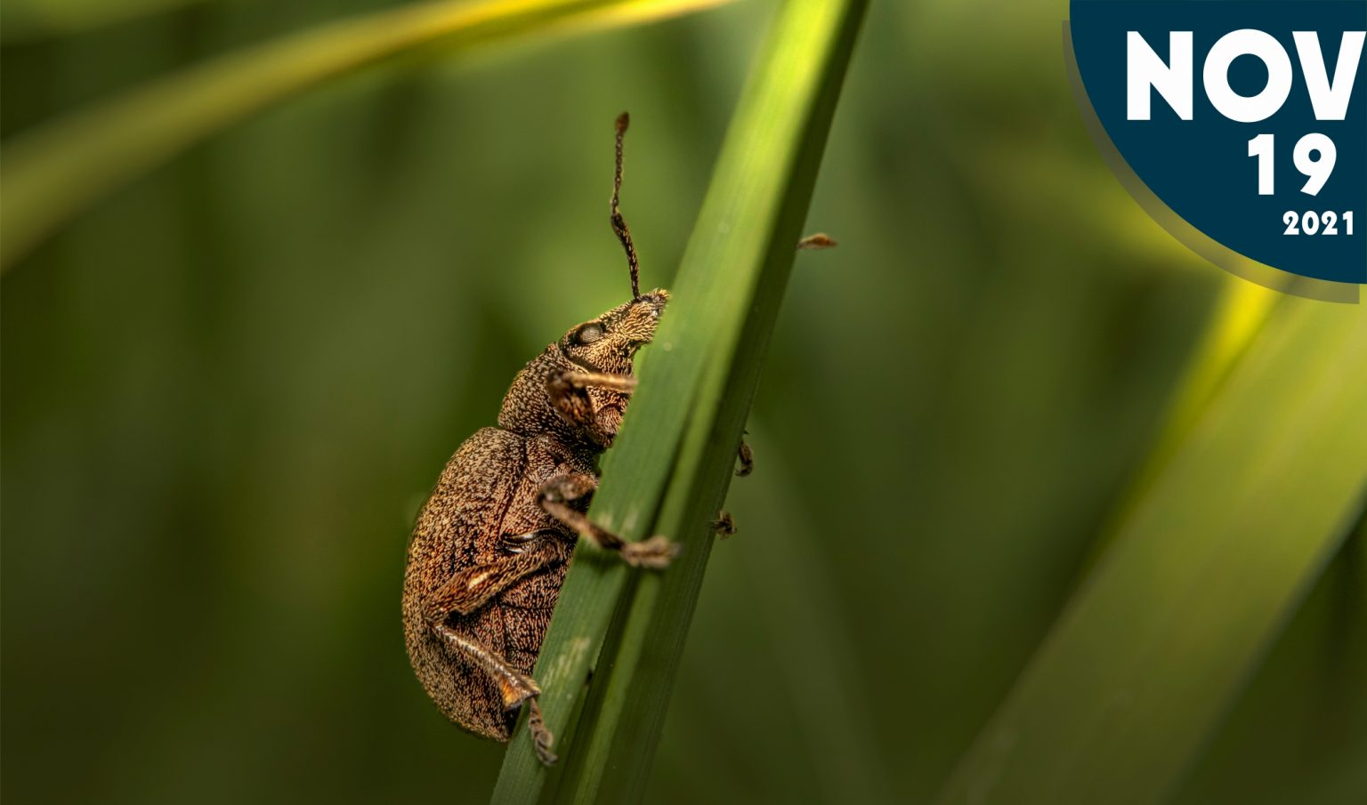 Picudo del chile – Celuz AGRO